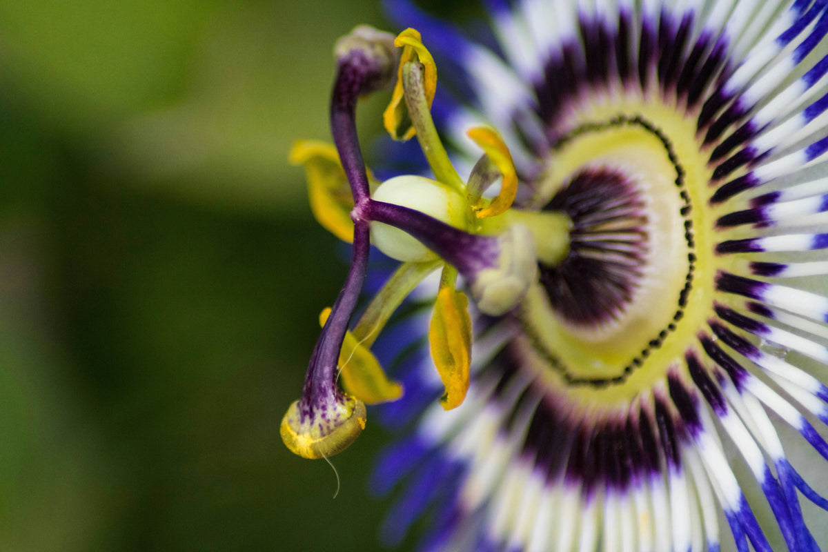 Passionflower: A Natural Remedy for Stress, Sleep, and More - Adapt